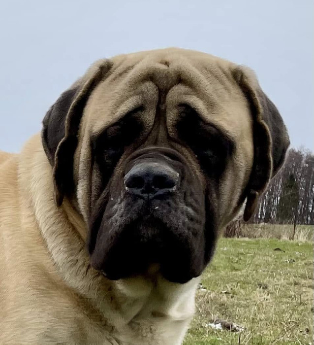 Naši psi :: mastiff